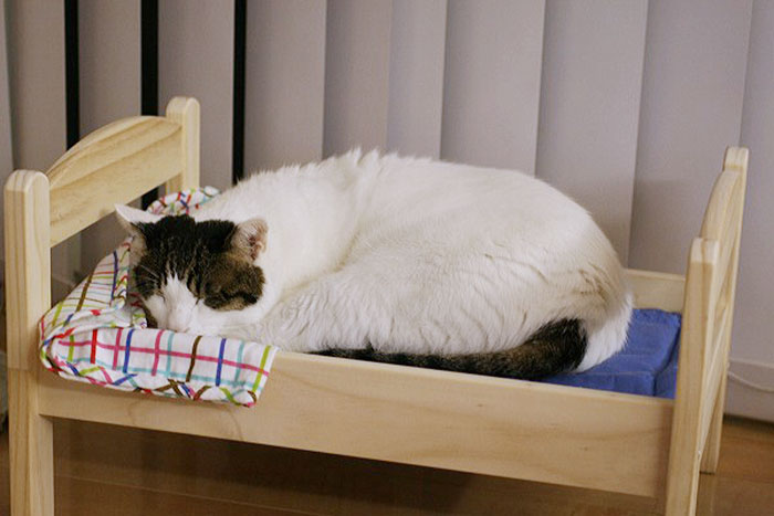 Lettino bambole Ikea per gatti in Giappone Lettino bambole Ikea per gatti in Giappone