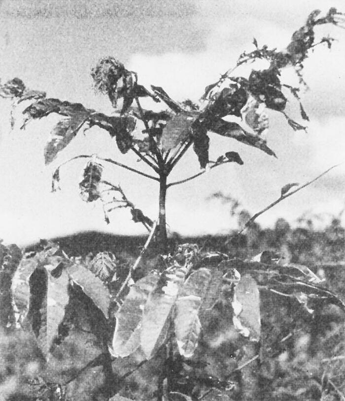 Hibaku Jumoku: gli alberi che sopravvissero alla bomba atomica su Hiroshima Hibaku Jumoku: gli alberi che sopravvissero alla bomba atomica su Hiroshima