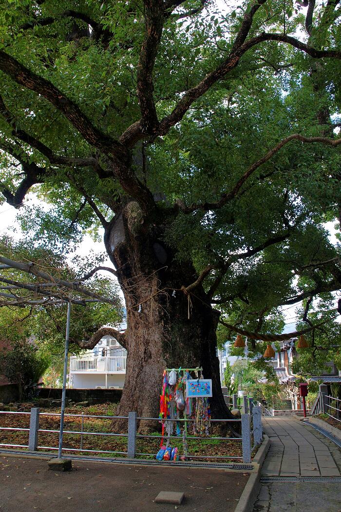 Hibaku Jumoku: gli alberi che sopravvissero alla bomba atomica su Hiroshima Hibaku Jumoku: gli alberi che sopravvissero alla bomba atomica su Hiroshima