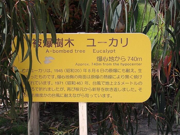 Hibaku Jumoku: gli alberi che sopravvissero alla bomba atomica su Hiroshima Hibaku Jumoku: gli alberi che sopravvissero alla bomba atomica su Hiroshima