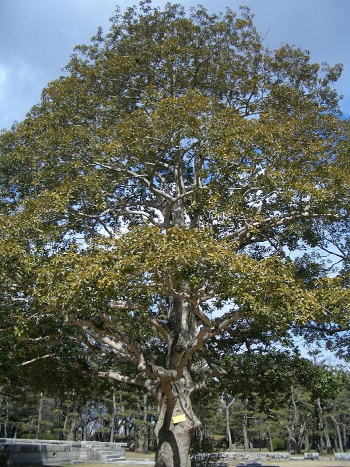 Hibaku Jumoku: gli alberi che sopravvissero alla bomba atomica su Hiroshima Hibaku Jumoku: gli alberi che sopravvissero alla bomba atomica su Hiroshima