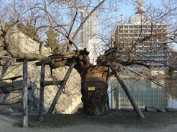 Hibaku Jumoku: gli alberi che sopravvissero alla bomba atomica su Hiroshima Hibaku Jumoku: gli alberi che sopravvissero alla bomba atomica su Hiroshima