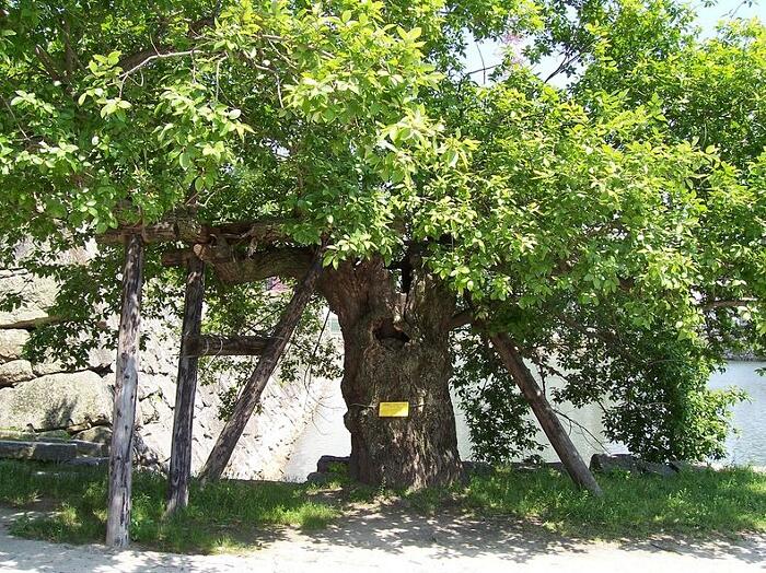 Hibaku Jumoku: gli alberi che sopravvissero alla bomba atomica su Hiroshima Hibaku Jumoku: gli alberi che sopravvissero alla bomba atomica su Hiroshima