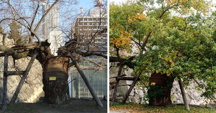 Hibaku Jumoku: gli alberi che sopravvissero alla bomba atomica su Hiroshima Hibaku Jumoku: gli alberi che sopravvissero alla bomba atomica su Hiroshima