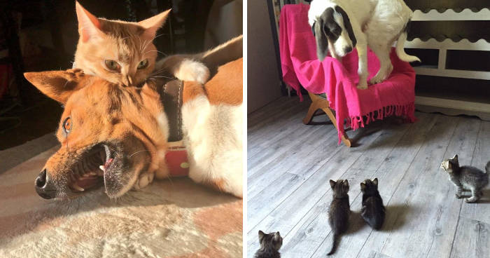 Cani Contro Gatti Keblog
